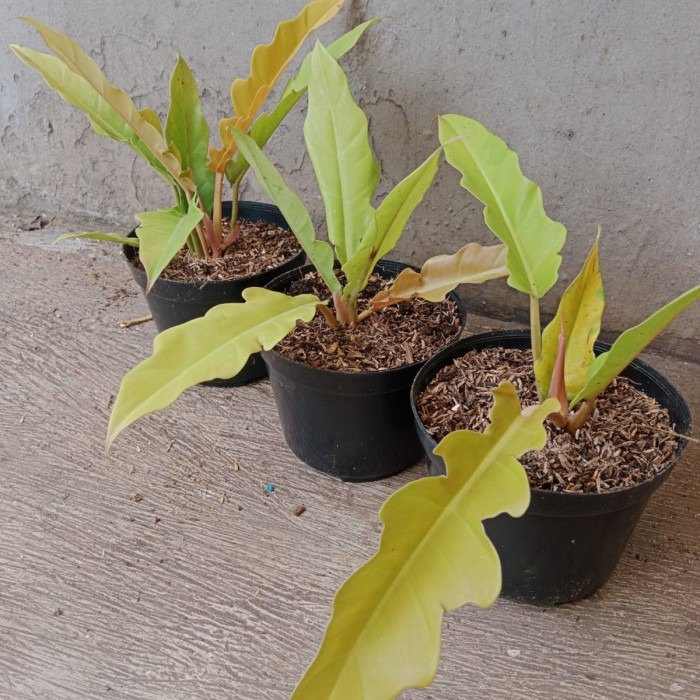 Jual philodendron golden saw, tanaman hias indoor , philo golden saw ...