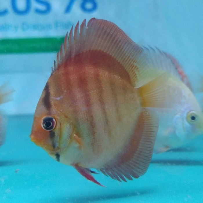 Jual Ikan Discus Sun Merah Blue Rim Ukuran 2 inch | Shopee Indonesia
