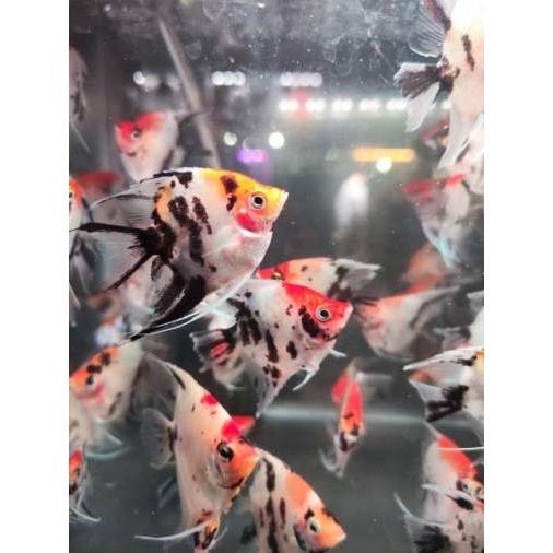 Jual manfish red devil 2,5 cm | Shopee Indonesia