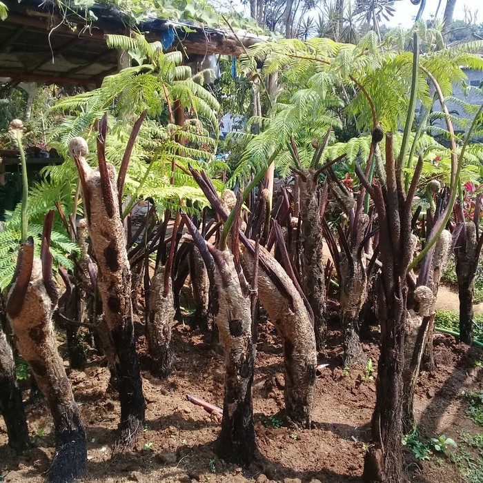 Jual New Promo Tanaman Pakis monyet 1 meter - tanaman hias pohon pakis ...