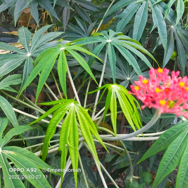 Jual Promo 3 Bibit Tanaman Yodium / Betadine Pohon Jarak Tintir ...