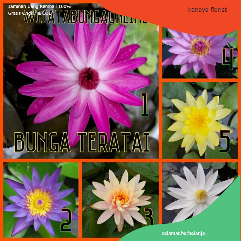 Jual Bibit Bunga Teratai / Tanaman Hias Air | Shopee Indonesia