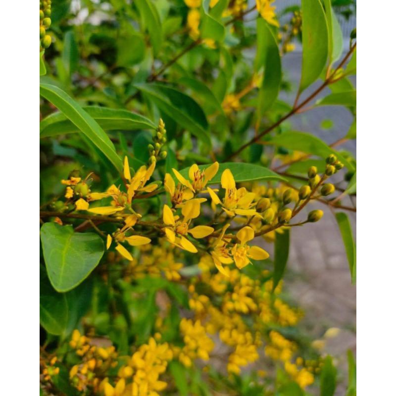 Jual bunga hujan emas/golden shower/hujan emas/bunga klanceng | Shopee ...