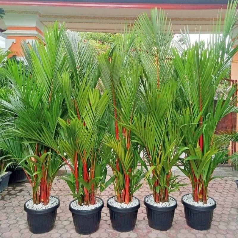 Jual Tanaman Hidup Indoor Palem Pinang Merah 1 Meter - Tanaman Hias ...