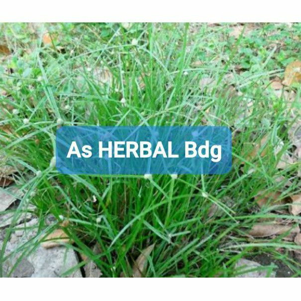 Jual Daun pendul rumput pendul tanaman pendul 500 gram TERBAIK SEGAR ...