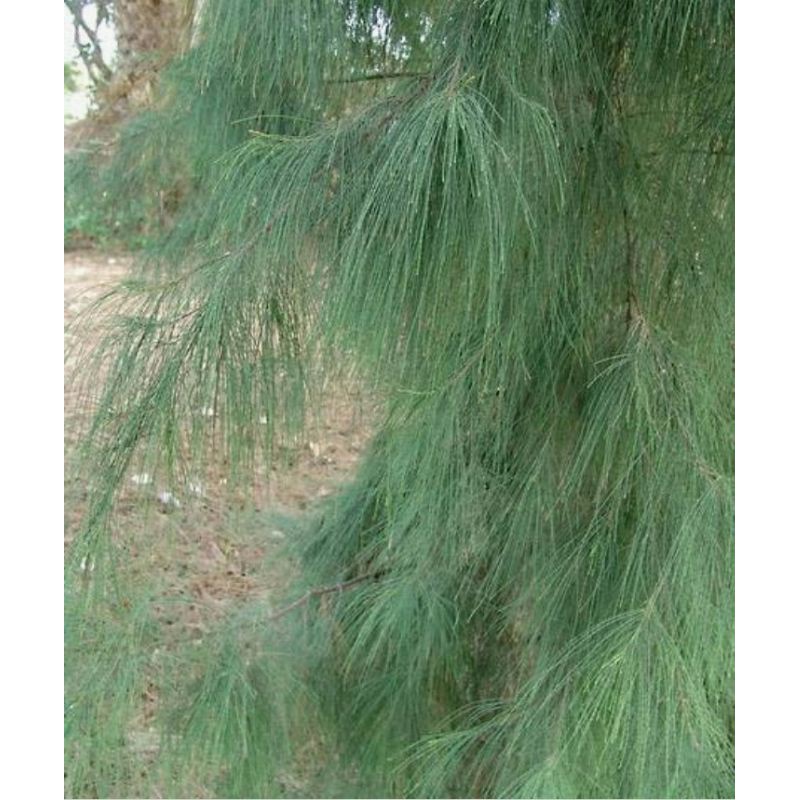 Jual daun cemara angin.cemara laut segar 500 gram | Shopee Indonesia