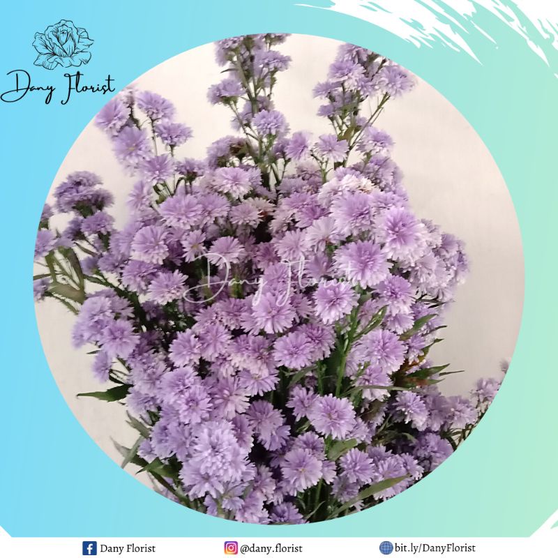 Jual Bunga POTONG Pikok Biru SEGAR Murah 1 ikat | Shopee Indonesia