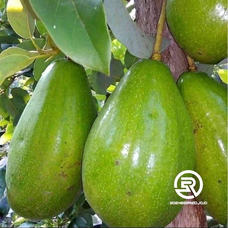 Jual BIBIT ALPUKAT ALIGATOR JUMBO | Batang Besar | Shopee Indonesia