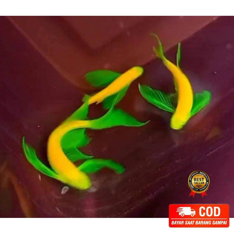 Jual akuarium Danio Slayer isi10 hijau | Shopee Indonesia