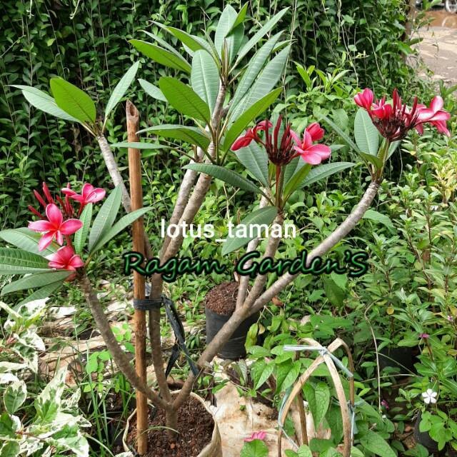 Jual Ragam's: KAMBOJA MERAH HYBRID BALI BUNGA MERAH KECAP KHUSUS GO ...
