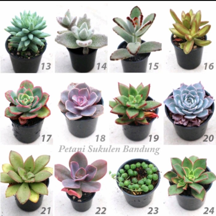 Jual Kaktus Sukulen Mini PILIH jenis GRATIS POT sekulen mini tanaman ...