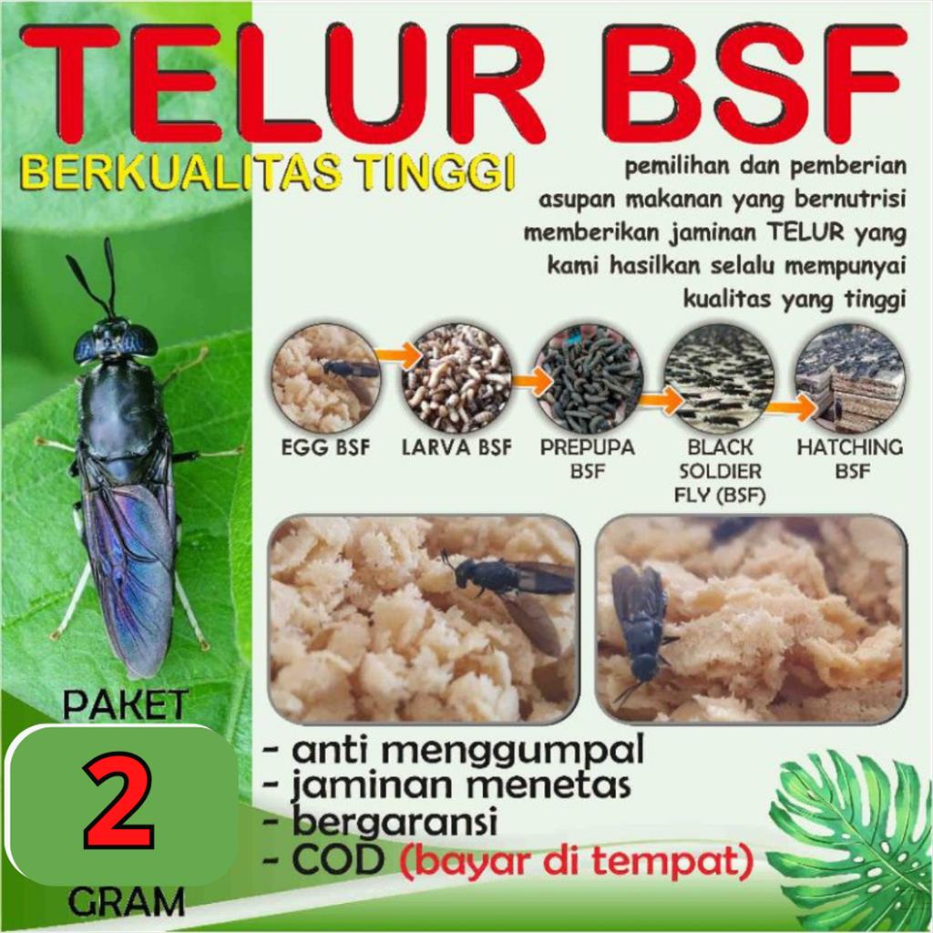Jual BEST QUALITY TELUR BSF PAKET 2 GRAM / TELUR MAGOT | Shopee Indonesia