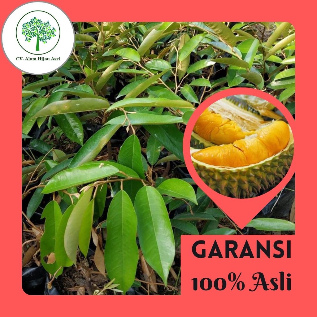 Jual Bibit Durian Tembaga Asli Tanaman Buah Hasil Okulasi Super Genjah Unggul Bisa Tabulampot ...
