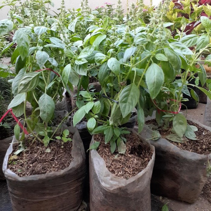 Jual tanaman daun kemangi, tanaman daun surawung, tanman hidup | Shopee ...