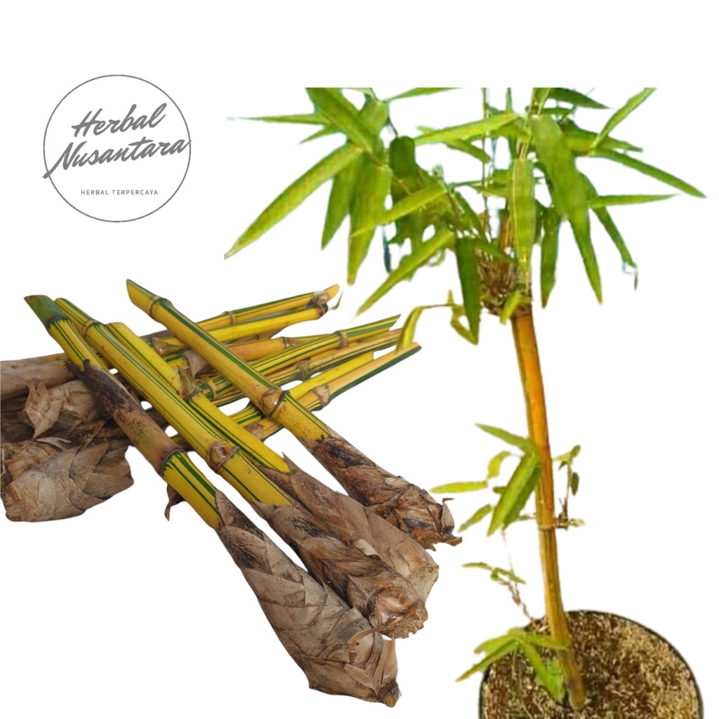 Jual stek tanaman bambu kuning dari bonggol bisa tanam di pot atau ...