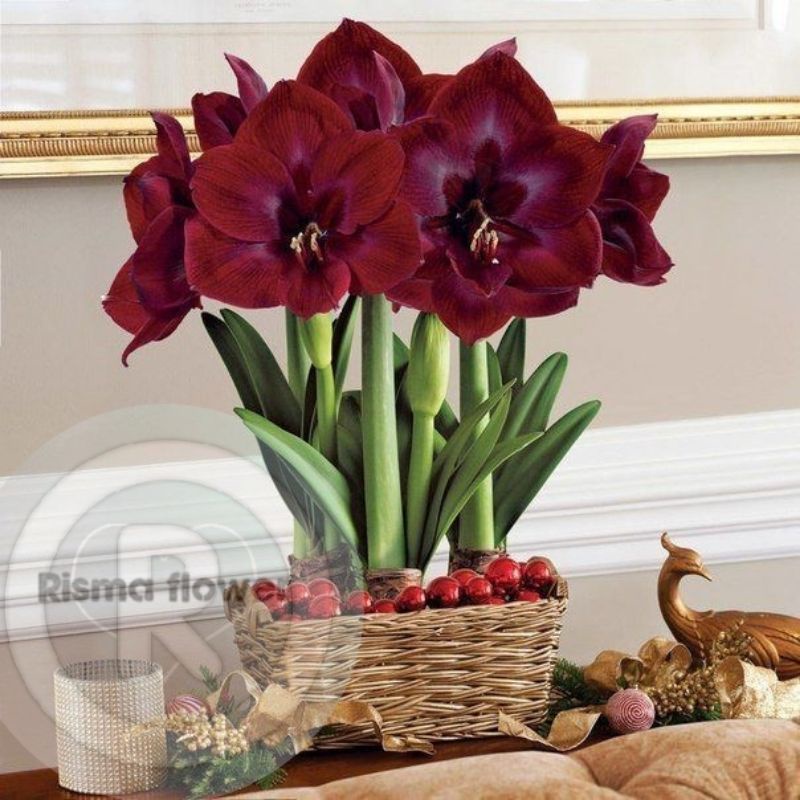 Jual Tanaman hias Bakung amarilis bunga merah maroon ( pohon / bunga ...