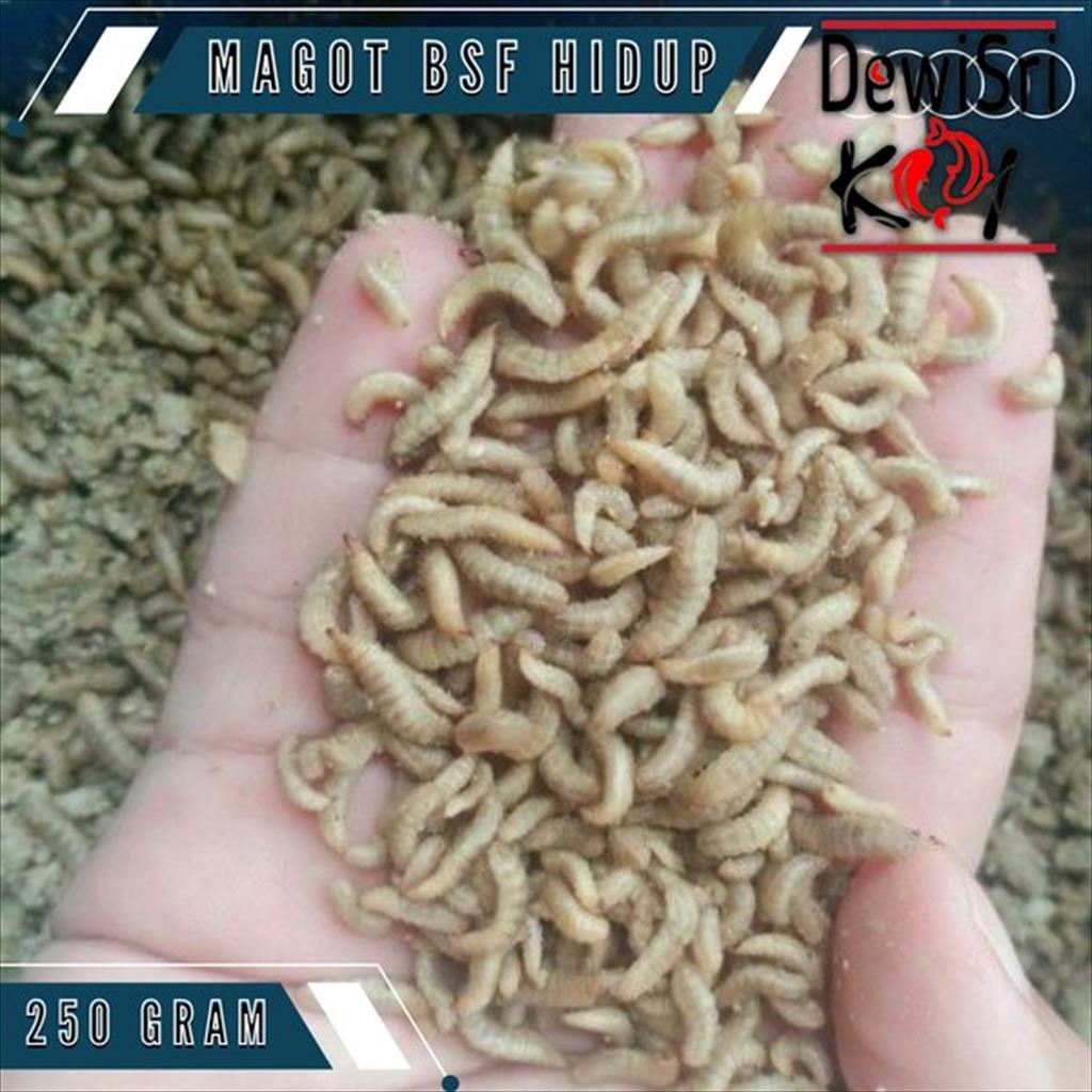 Jual Maggot bsf hidup 250 gr magot fresh pakan ikan, burung, ayam ...