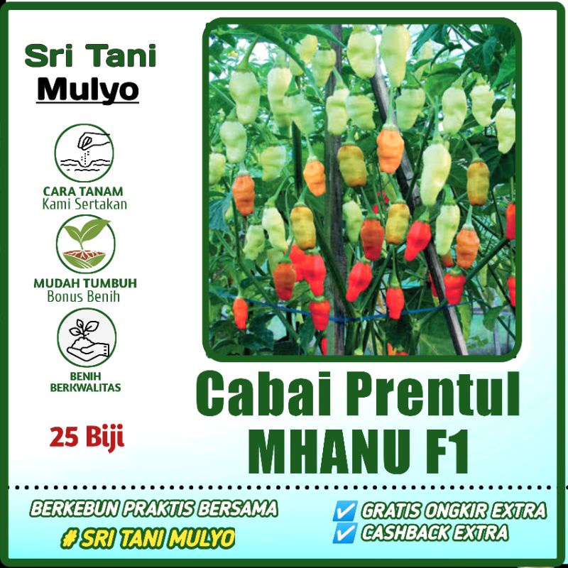 Jual Isi 100 Benih Biji - Benih Cabai Rawit PRENTUL MHANU F1 - Benih ...