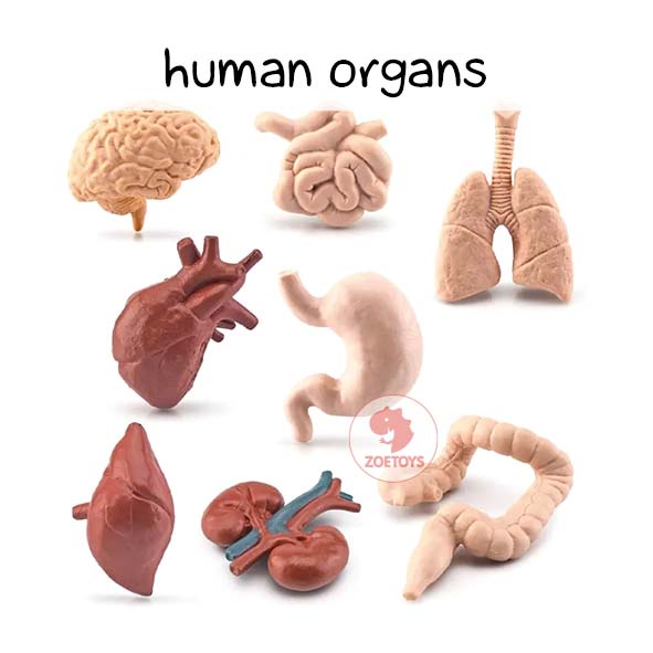 Jual Zuccaqu Human Organs ONLY FIGURINE Montessori Alat Peraga Organ ...