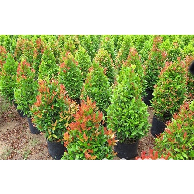 Jual bibit pucuk merah 1 meter rimbun tanaman hias hidup promo murah ...