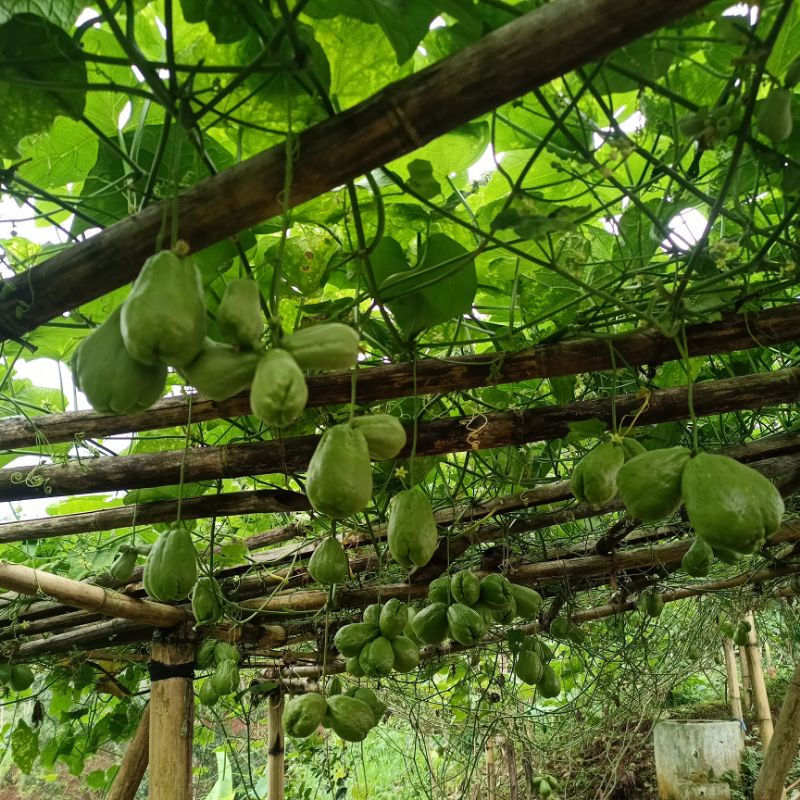 Jual bibit labu siam anggur / waluh anggur bisa dipanen beby bibit ...