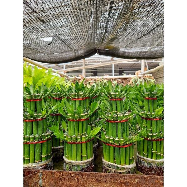 Jual PROMO!!! Bambu Hoki 3 Tingkat / Bambu Cina ( Tanpa Media Langsung ...