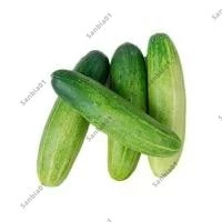 Jual Timun 1 Kg Terlengkap & Harga Terbaru Oktober 2024 | Shopee Indonesia