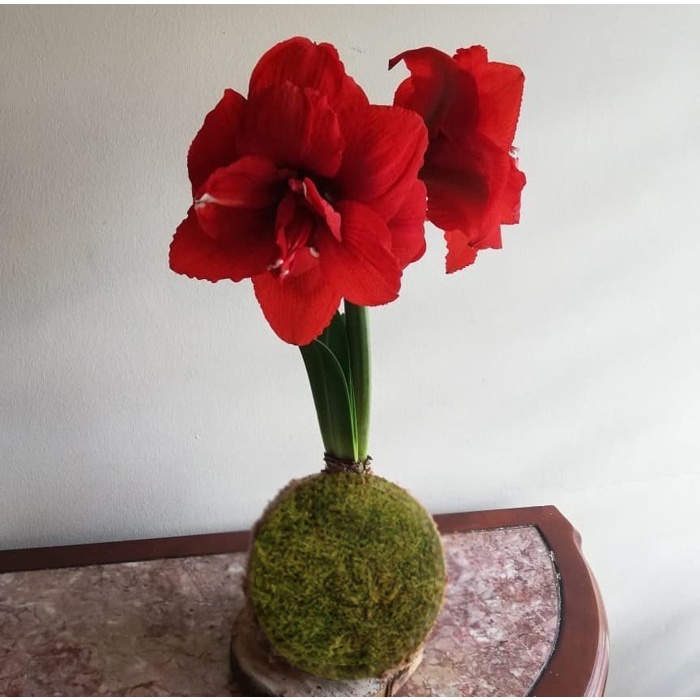 Jual Mossball - Bunga Amarylis Merah Red Devils | Shopee Indonesia