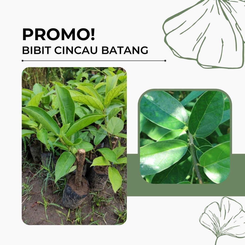 Jual TERMURAH BIBIT CINCAU BATANG CINCAU POHON SIAP TANAM bibit cincau ...