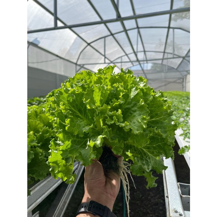 Jual SELADA SEGAR HIDROPONIK DAUN SELADA KERITING LETTUCE SAYURAN ...