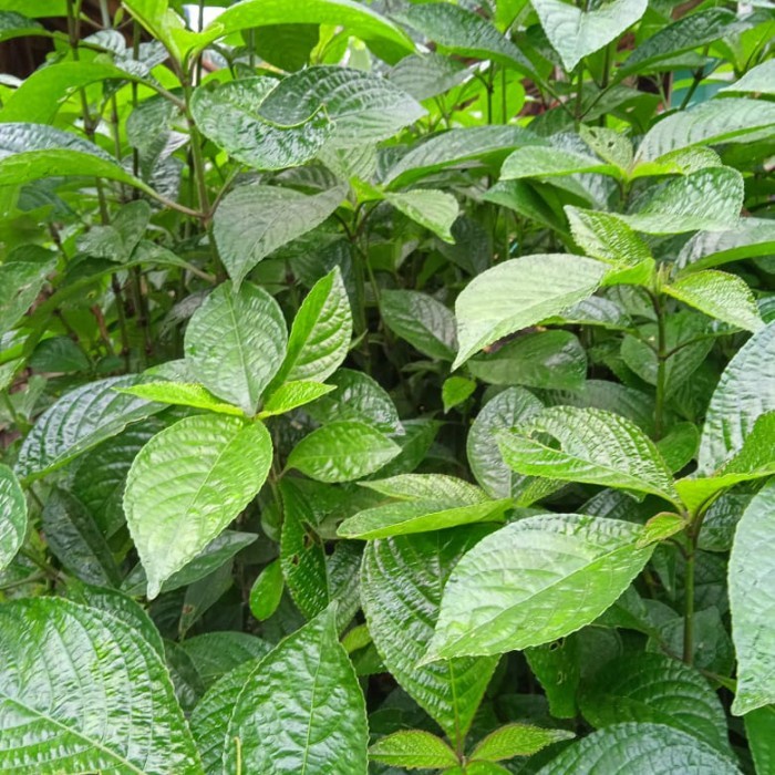Jual Daun keji beling segar - daun pecah beling fresh 500 gram | Shopee ...