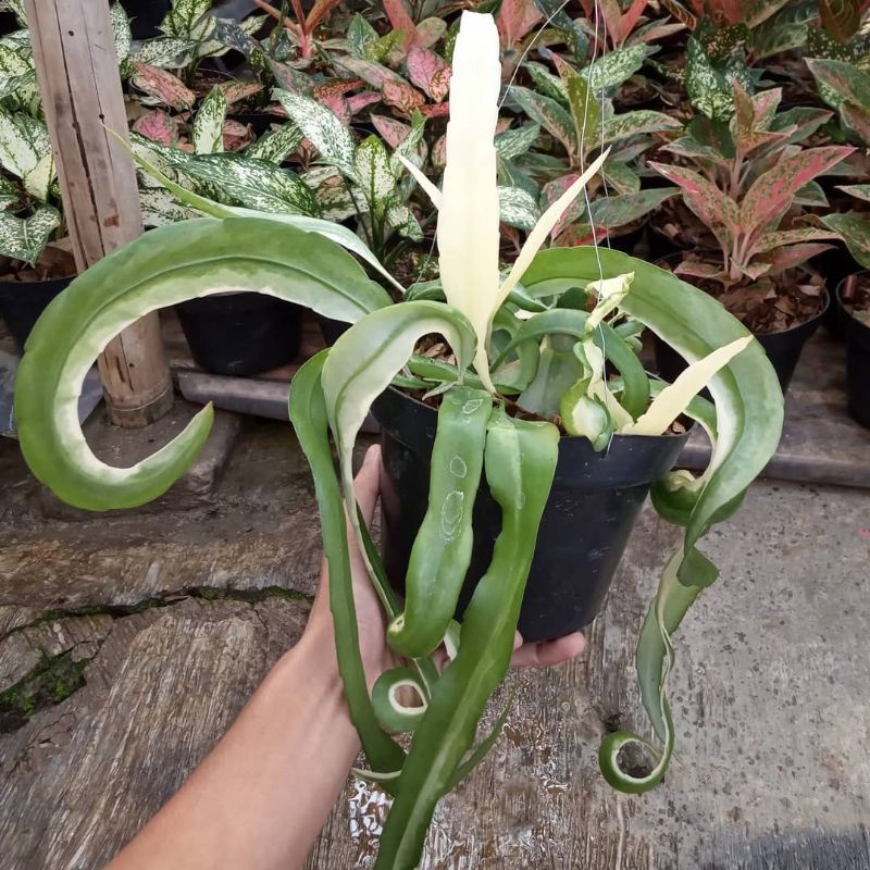 Jual Tanaman hias wijaya kusuma variegata bunga putih / Epiphyllum ...
