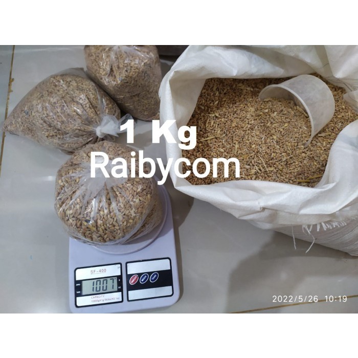 Jual GANDUM UTUH Pakan Kenari Lovebird Ayam Kate Serama Brahma Batik ...