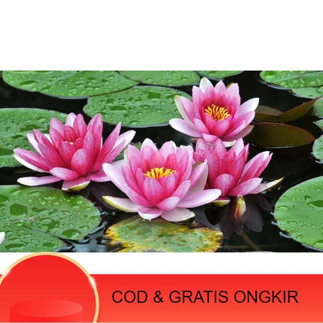 Jual Bingkai foto murah hiasan dinding poster plus bingkai gambar bunga ...