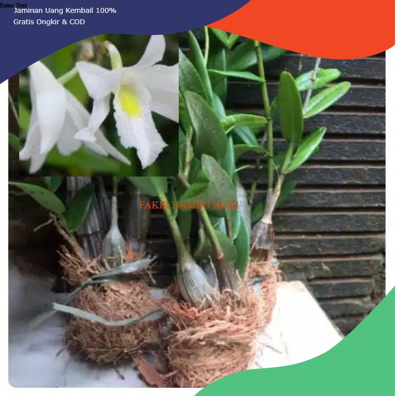 Jual PROMO Anggrek merpati siap berbunga/dendrobium ANGGREK TERMURAH ...