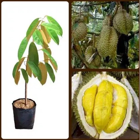 Jual BIBIT TANAMAN DURIAN MONTONG MONTHONG BIBIT DURIAN DUREN POHON ...