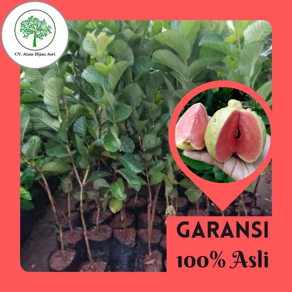 Jual Bibit Jambu Kristal Merah Asli Tanaman Buah Hasil Okulasi Super ...
