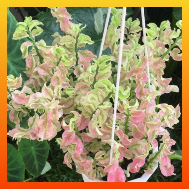 Jual PROMO!!! Tanaman Hias Gantung Patah Tulang Variegata Bunga Gantung ...
