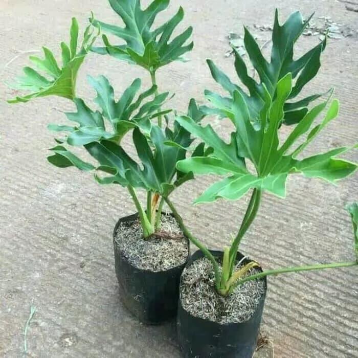Jual tanaman hias monstera jari - philodendron jari - tanaman indoor ...