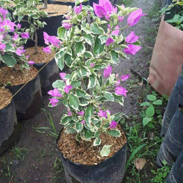 Jual Tanaman Hias Bougenvile Varigata Ungu Dan Fanta Shopee Indonesia