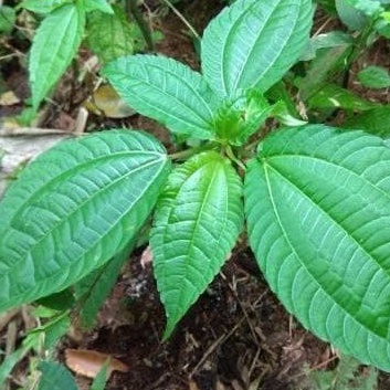 Jual Promo Daun Pohpohan Poh pohan lalap sunda segar 250 gram | Shopee ...