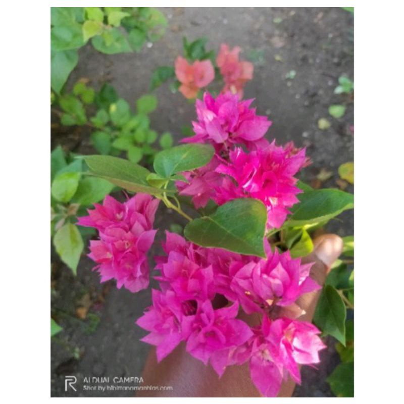 Jual TANAMAN HIAS BUGENVIL BUNGA KERTAS//PINK LOVE // WARNA RANDOM ...