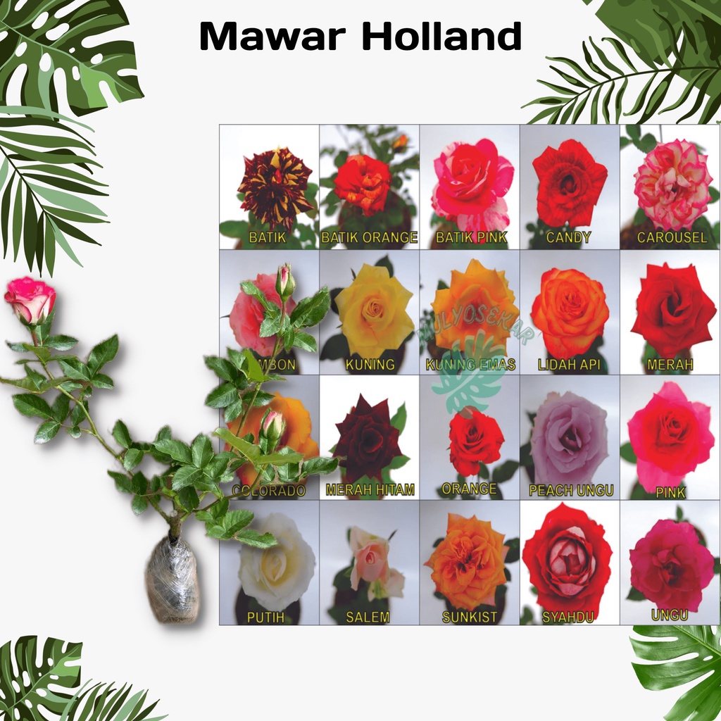 Jual Tanaman Bunga Mawar holland wangi bunga besar - bibit tanaman ...