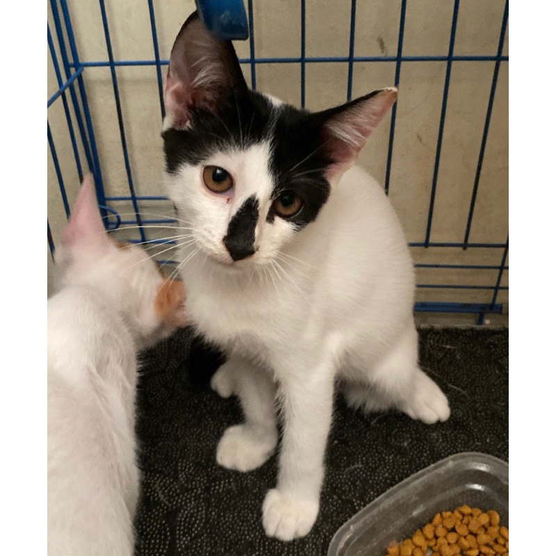 Jual Open adopt kucing mixdom persia Jantan | Shopee Indonesia