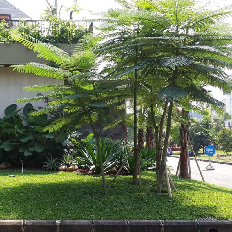 Jual PROMO!!! tanaman solobium pakis brazil tinggi 50cm schizolobium ...
