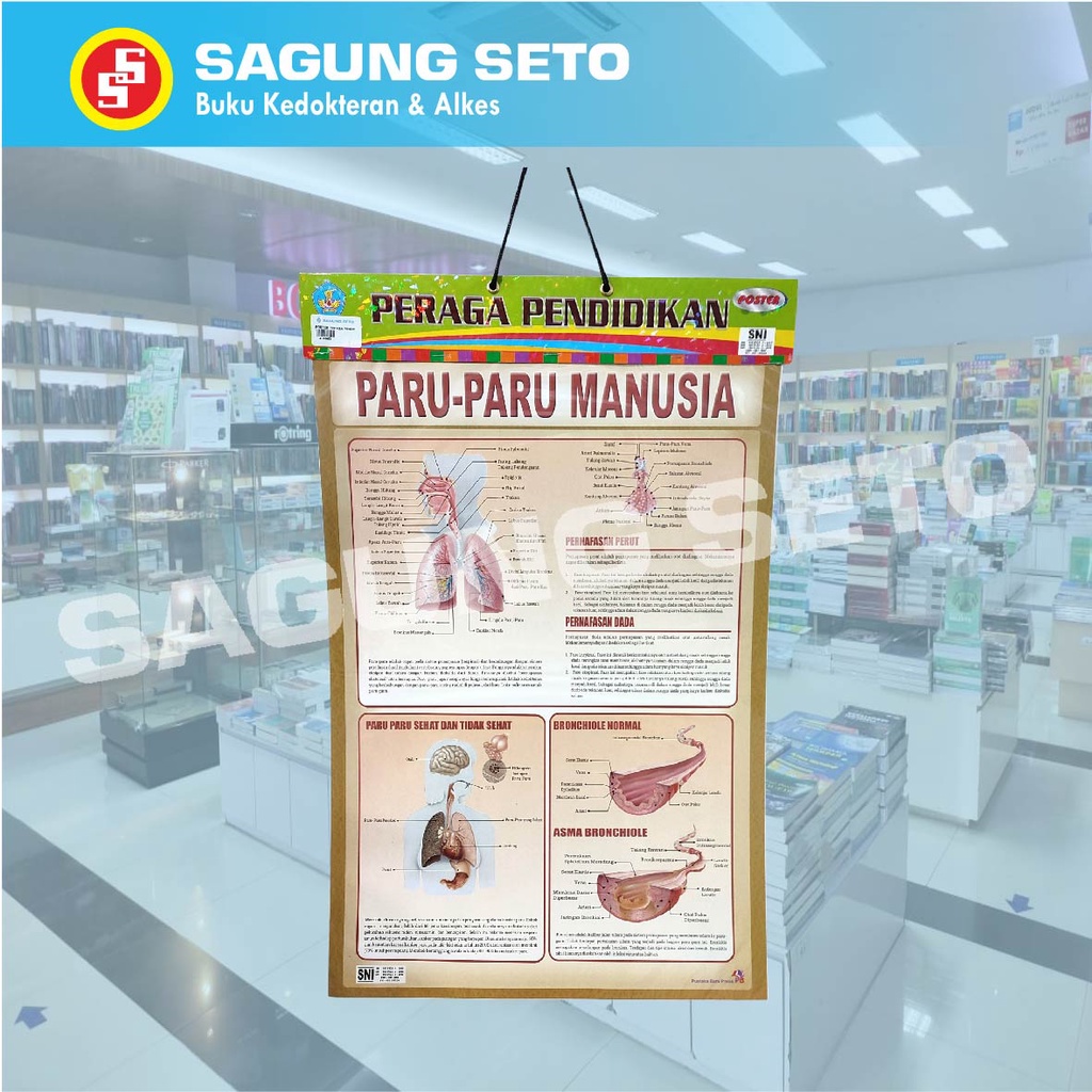 Jual POSTER PERAGA PENDIDIKAN PARU-PARU MANUSIA / POSTER PARU-PARU ...