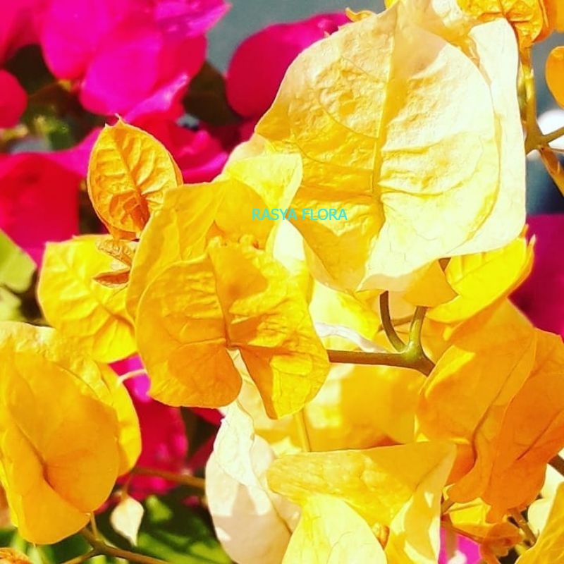 Jual TERLARIS!!TANAMAN HIAS BUGENVIL BUNGA KERTAS//KUNING TERANG ...
