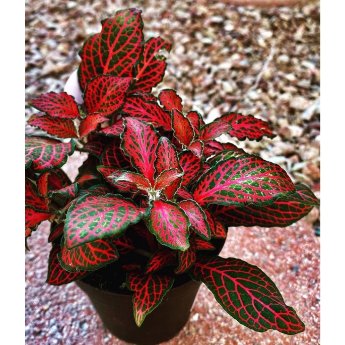 Jual Tanaman bunga Fittonia Albivenis red ruby import / mutiara merah ...