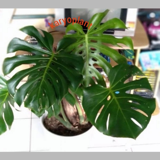 Jual tanaman hias monstera deliciosa king - tanaman Air indoor hidup ... Jual tanaman hias monstera deliciosa king - tanaman Air indoor hidup ...