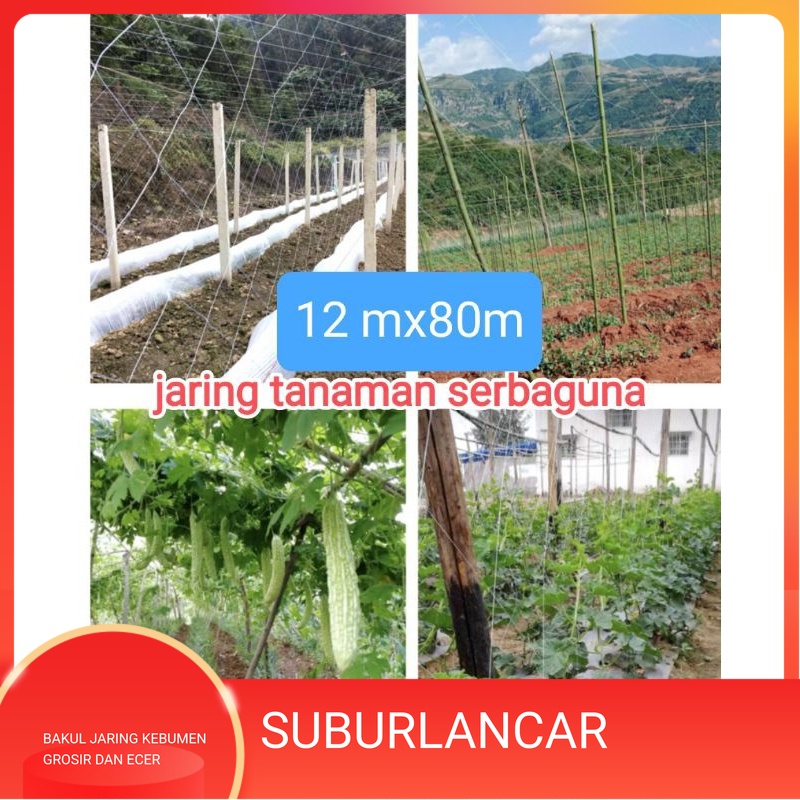 Jual JARING PERTANIAN 12mx80m jaring tanaman gantung pare, timun kacang ...